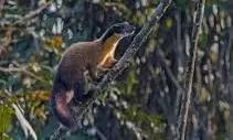New Yellow-Throated Marten Found In Assam's Kaziranga National Park ...