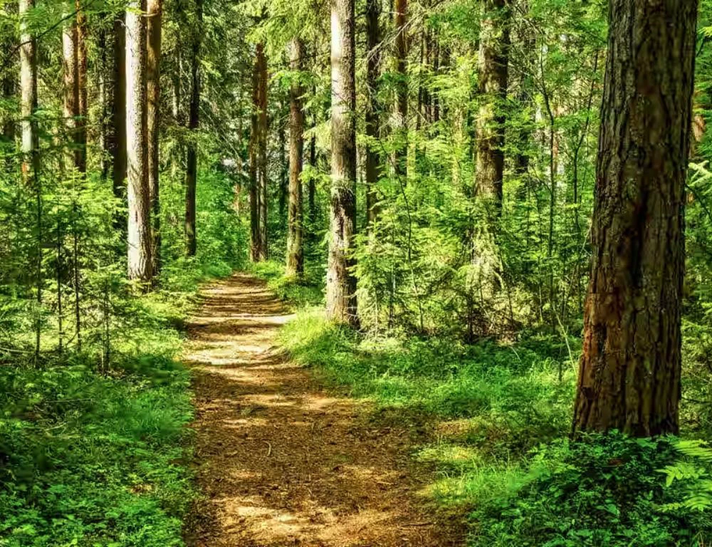 Forest department to fence 102 acres near Gurra Guda | Dailyhunt