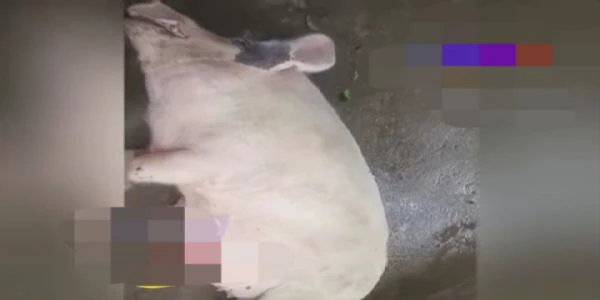 African Swine Fever Outbreak Reported in Dhakuakhana, Several Pigs ...