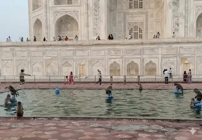 ताजमहल में बंदरों की मस्ती: गर्मी से राहत का अनोखा तरीका वायरल | Dailyhunt