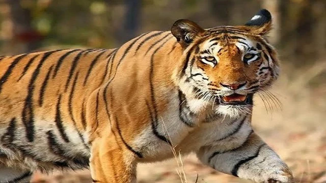 Tiger terror in Karanjia: Man's half eaten body found in forest, Locals ...