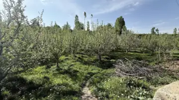 'Even Our Apple is Political': Indo-US Trade Deal, Climate Stress and ...