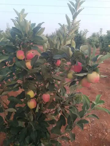 Andhra farmer scripts history; grows red, juicy apples in extreme ...