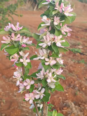 Andhra farmer scripts history; grows red, juicy apples in extreme ...
