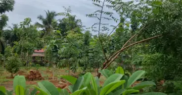 He does not just plant saplings, he grows entire forests; meet the ...