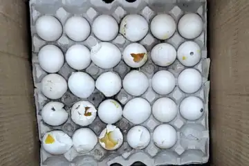 Is Kolkata buying rotten eggs with fresh gusto? We investigate the ...