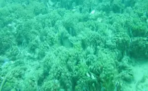 In Kerala, a sea archive maps three threatened reefs - and revives the ...