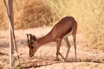 8 Rare Desert Animals Found Only In Rajasthan | Dailyhunt