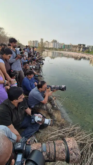 Navi Mumbai: Environmentalists seek revival of neighbouring wetlands as ...