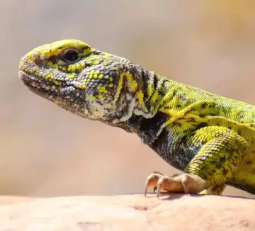 8 Rare Desert Animals Found Only In Rajasthan | Dailyhunt