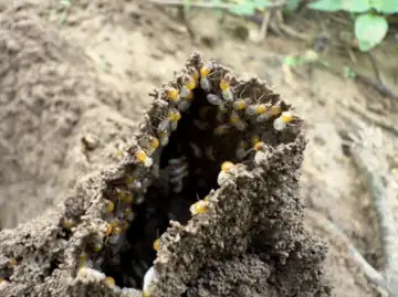 JCBs and Chemicals Are Threatening Termites, the Hidden Engineers of ...