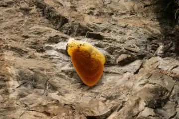Study uncovers hidden bee diversity across Arunachal Pradesh | Dailyhunt