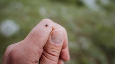 CDC Warns That Tick Bites Are Surging Across The US: What You Need to ...