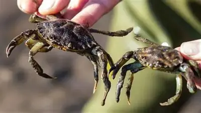 The vanishing crabs: An ecological crisis emerging from modernisation ...