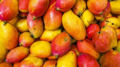 Nepal Clarifies No Ban on Indian Mango Imports, Phytosanitary Measures ...