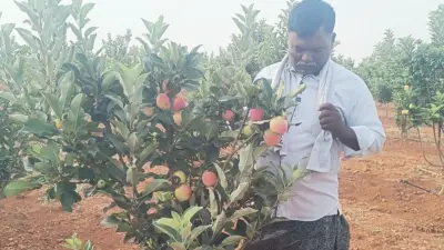 Andhra farmer scripts history; grows red, juicy apples in extreme ...