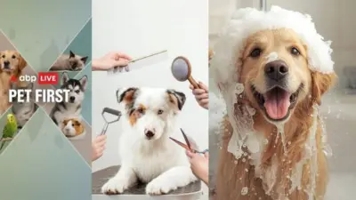 ABP Live Pet First | How To Groom Your Dog At Home; 5 Tips To Keep Your ...