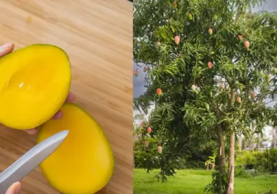 Beyond Alphonso and Kesar: Destinations every mango lover should visit ...