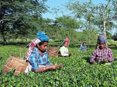 Assam tea production registers an increase in April 2026 | Dailyhunt