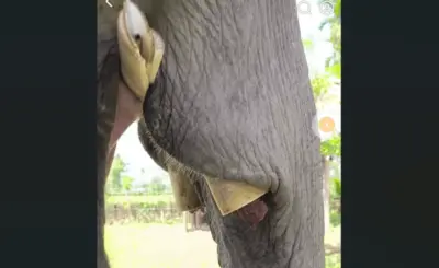 Assam Forest dept begins probe after elephant tusks chopped off in ...