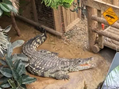 UK Zoo Horror: Man Arrested After 3-Year-Old Boy Found Critically ...