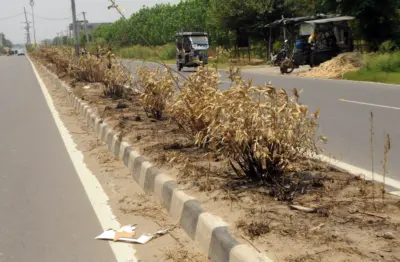 Environmentalists seek probe after saplings burnt in two blazes | Dailyhunt