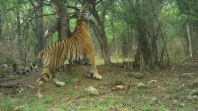 Four poachers caught on census cameras in Amrabad Tiger Reserve | Dailyhunt