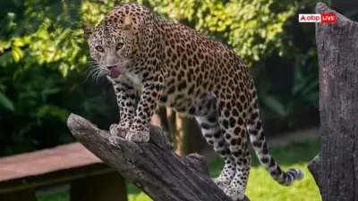 Leopard Sightings Rise Sharply In Delhi's Asola Bhatti Wildlife ...