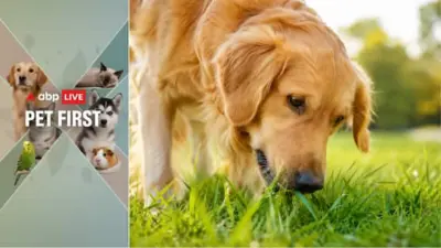 ABP LIVE Pet First | Why Do Dogs Eat Grass? Experts Explain This Common ...