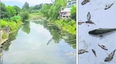 Sewage leak suspected behind mass fish death in Mandi stream | Dailyhunt