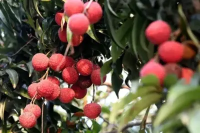 Assam Exports 1,000 Kg of GI-Tagged Tezpur Litchi to Dubai in Major ...