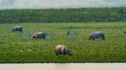 Threats to Kaziranga National Park: Land-Use Changes and Mining ...