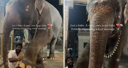 'Just a very large baby': Watch 'Mangalam' enjoy foot massage at Tamil ...