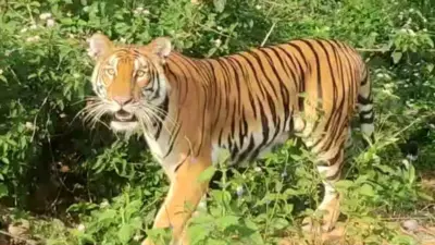 Residents on Edge as Tigers Roam Near Assam Villages | Dailyhunt