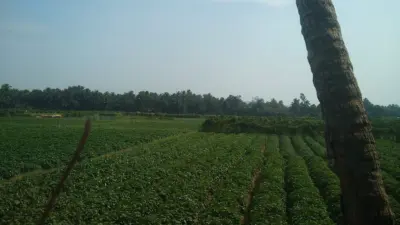 Karnataka: Halakki women behind Gokarna's green gold harvest | Dailyhunt