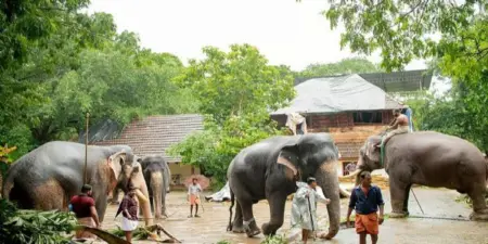 Guruvayur devaswom eyes major reforms to protect temple elephants ...
