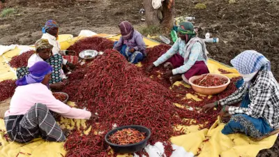 India's spice exports dip 33% due to West Asia conflict, Ukraine war ...