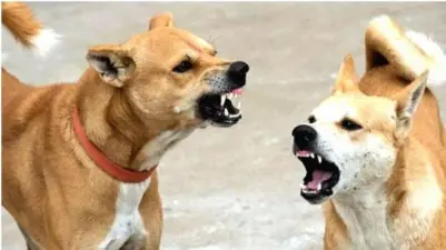 Kerala's new canine policy: Local bodies authorised to euthanise ...