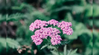 10 Nectar-Rich Plants That Bring Pollinators to Your Summer Garden ...