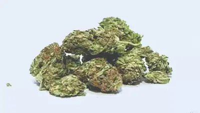 DU student held with hydroponic weed worth Rs 20 lakh | Dailyhunt