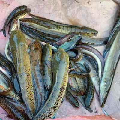 Assam: Indigenous fish species face extinction threat in Kuruwabahi ...
