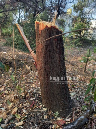 Amid Tree-Cutting Row, Activists Allege Sandalwood Tree Was Stolen from ...