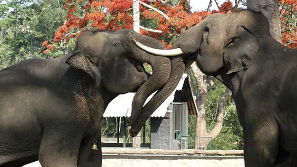 'They're still wild animals': Fatal incident at Dubare camp highlights ...