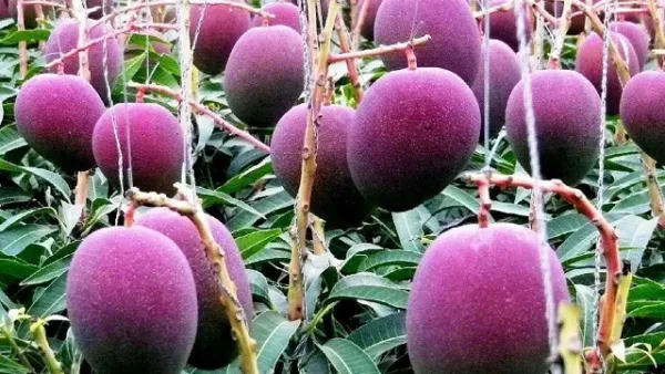 Ayodhya farmer grows world's most expensive mango in home garden ...