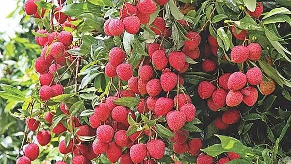 Assam: Tezpur Litchi Fest to highlight indigenous names of varieties ...