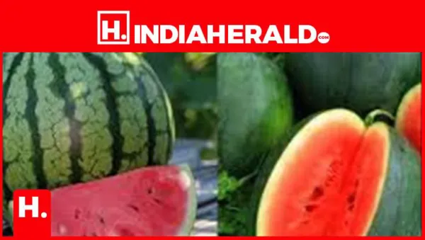 Plain or Striped Watermelon? How to Pick the Sweetest One | Dailyhunt