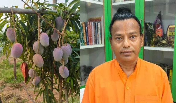 Ayurvedic doctor successfully cultivates Japan's exotic Miyazaki mango ...