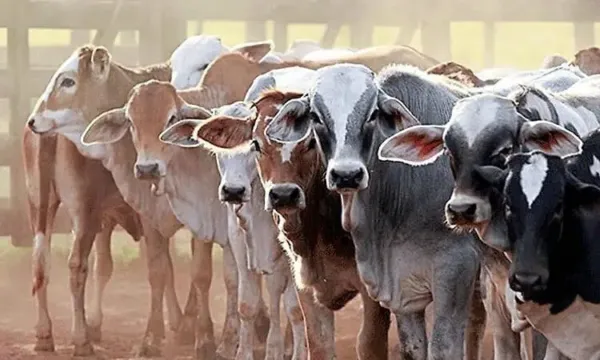 Muslims in Hangal, Hassan decide against cow slaughter during Bakrid ...