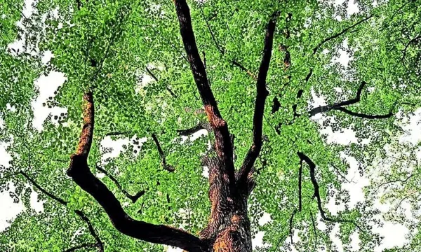 Green Bengaluru: BDA withdraws proposal to cut 184 trees in HSR Layout ...
