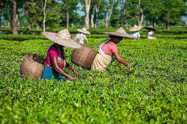 Restarting small tea gardens: A livelihood perspective | Dailyhunt